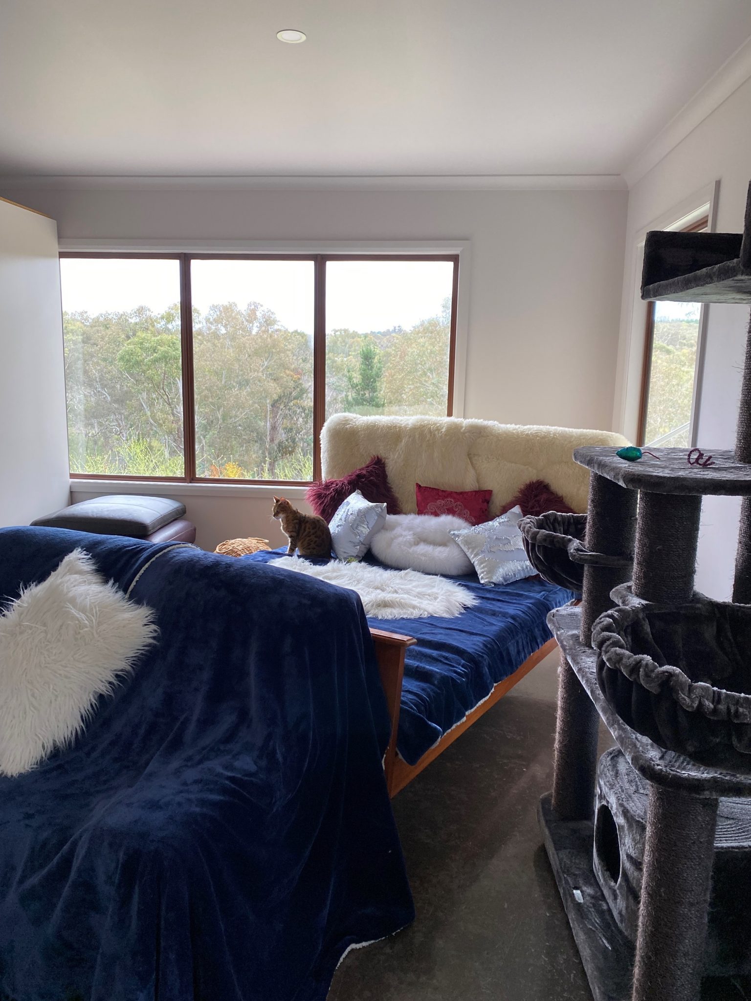 Accommodation – Purr Luxury Cat Hotel